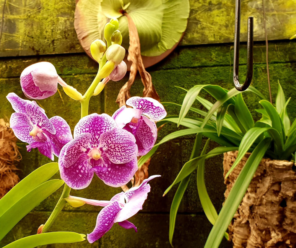 Az orchidea ápolása – Latin Kert Kertészet Nagykovácsi
